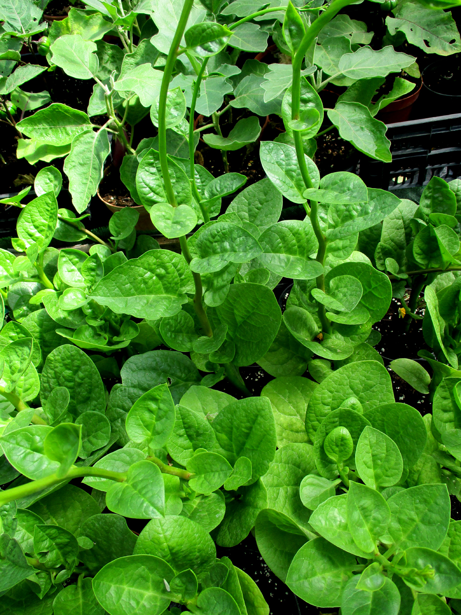 BASELLA rubra; BASELLA alba - piante Innovative