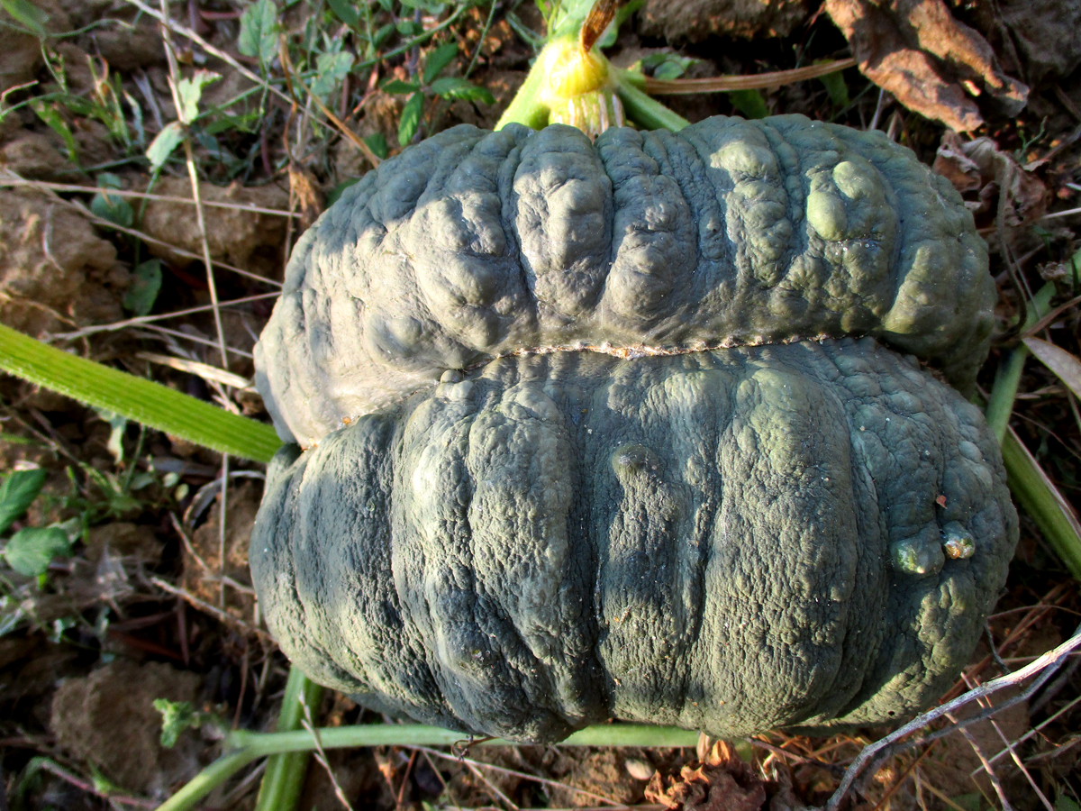 CUCURBITA maxima - piante Innovative