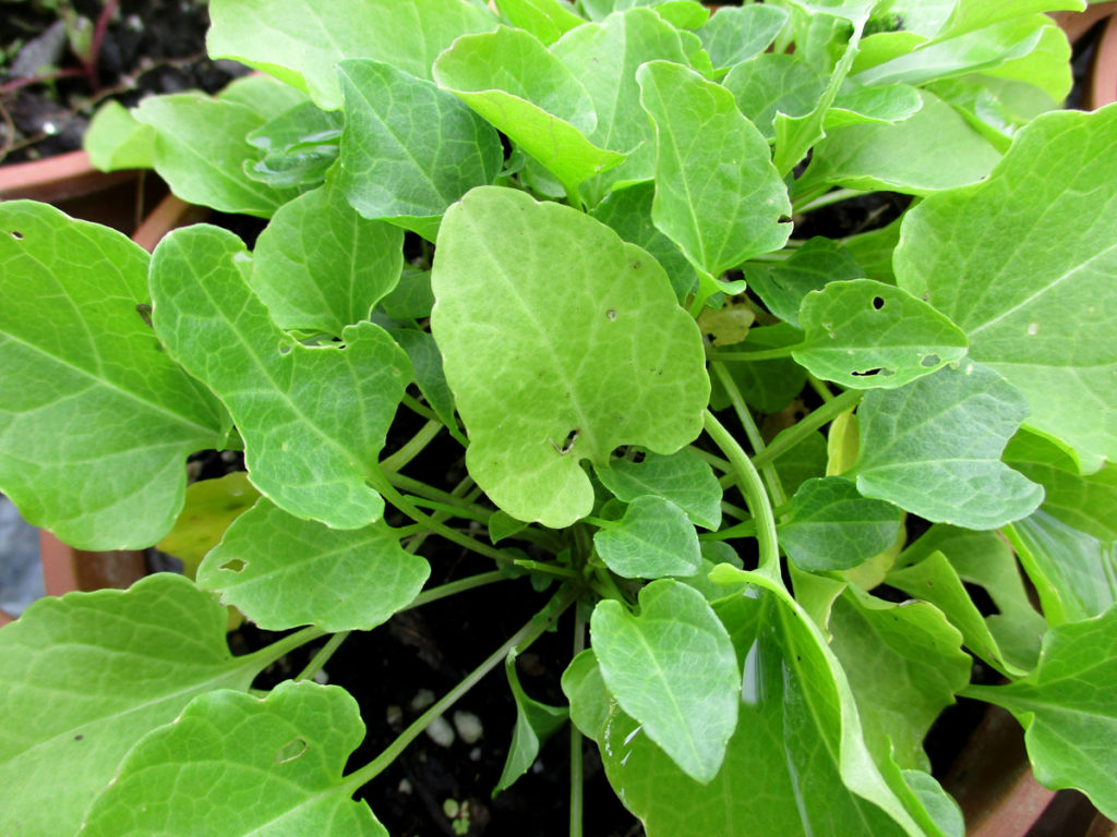 PELTARIA ALLIACEA (Garlic cress) - PIANTA - piante Innovative